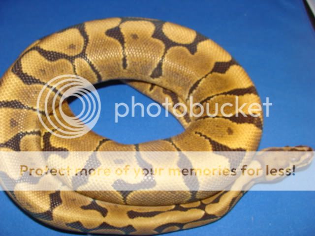Proven breeder 1.0 Woma Ball Python | FaunaClassifieds