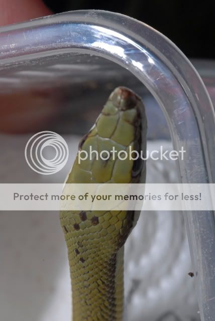 Rear fanged snakes | Reptile Forums