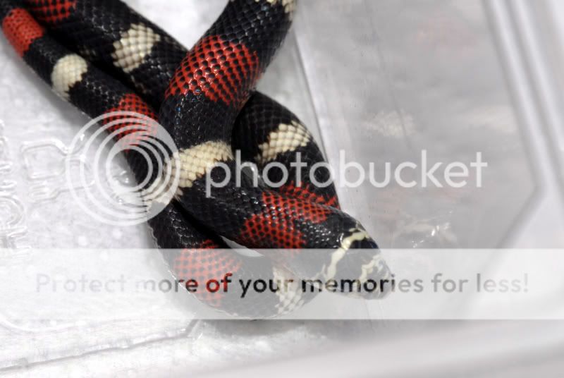 Rear fanged snakes | Reptile Forums