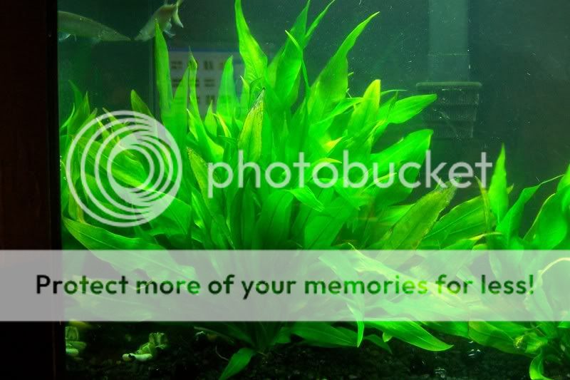 How to Maximize Amazon SwordTail Plant Growth | MonsterFishKeepers.com