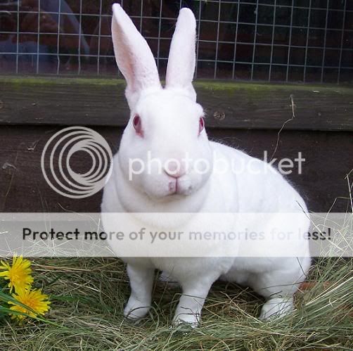 Rehomed: - Naomi ~Mini Ermine Rex Doe Special needs | Rabbits United