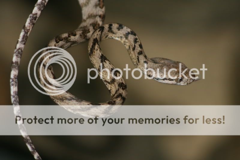 Rear fanged snakes | Reptile Forums