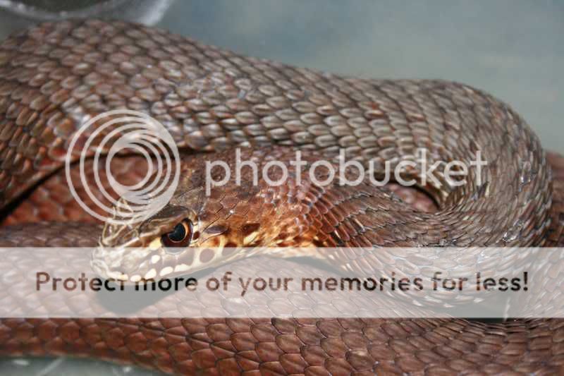 Rear fanged snakes | Reptile Forums