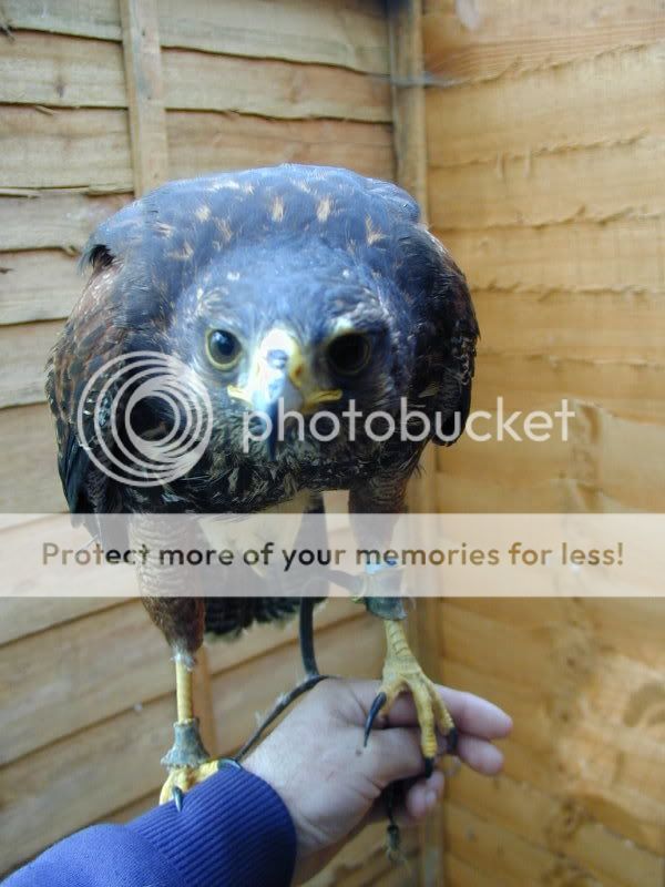 Harris hawk | Reptile Forums