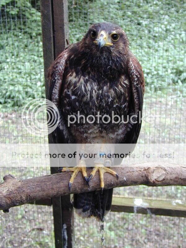 Harris hawk | Reptile Forums