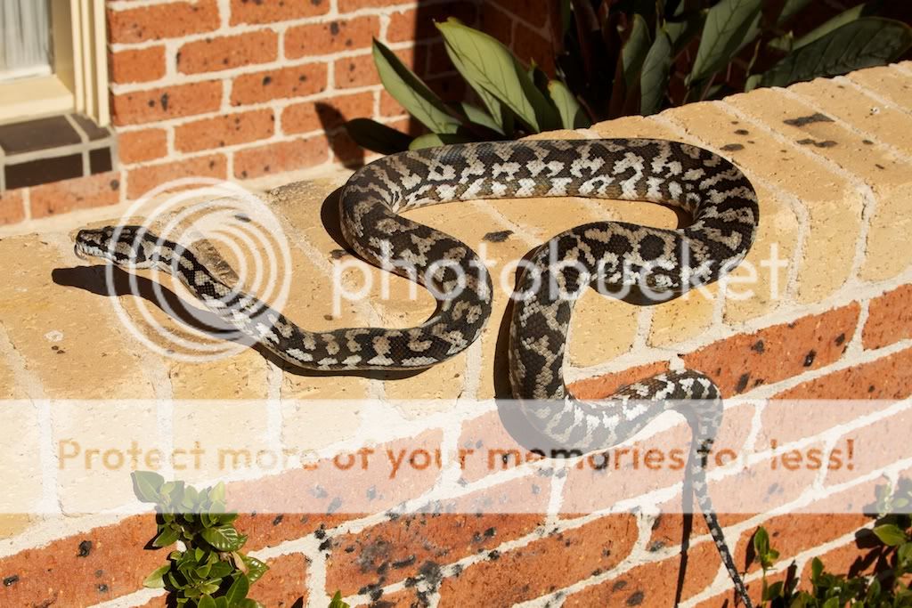 Julatten Jungle - Adult Male | Aussie Pythons & Snakes Forum