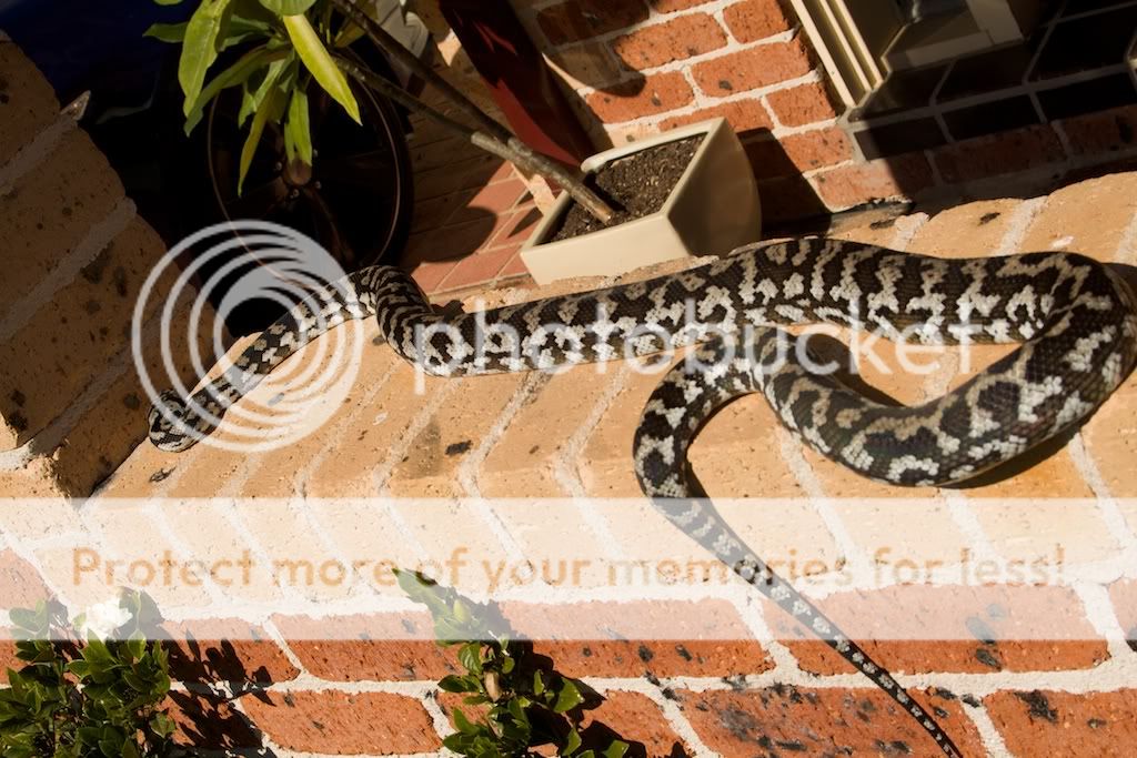 Julatten Jungle - Adult Male | Aussie Pythons & Snakes Forum