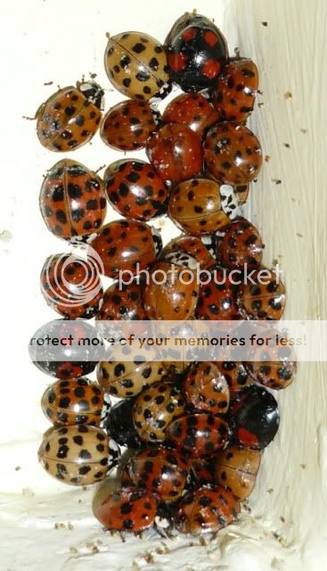 Ladybug crawling on my chest. | Candle Power Flashlight Forum