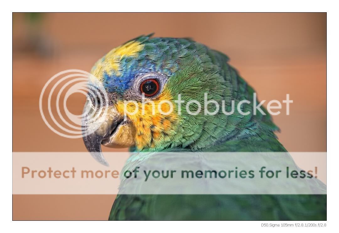 Sigma 105mm Macro - Parrot Portraits: Nikon DX SLR (D40-D90, D3000 ...