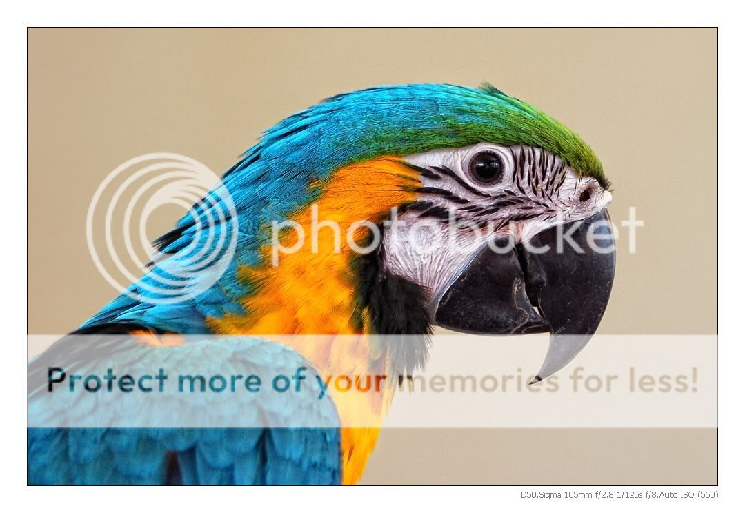 Sigma 105mm Macro - Parrot Portraits: Nikon DX SLR (D40-D90, D3000 ...