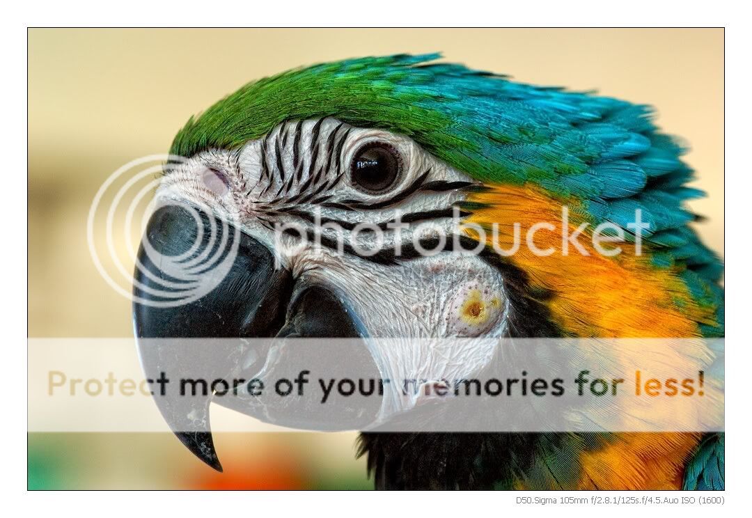 Sigma 105mm Macro - Parrot Portraits: Nikon DX SLR (D40-D90, D3000 ...