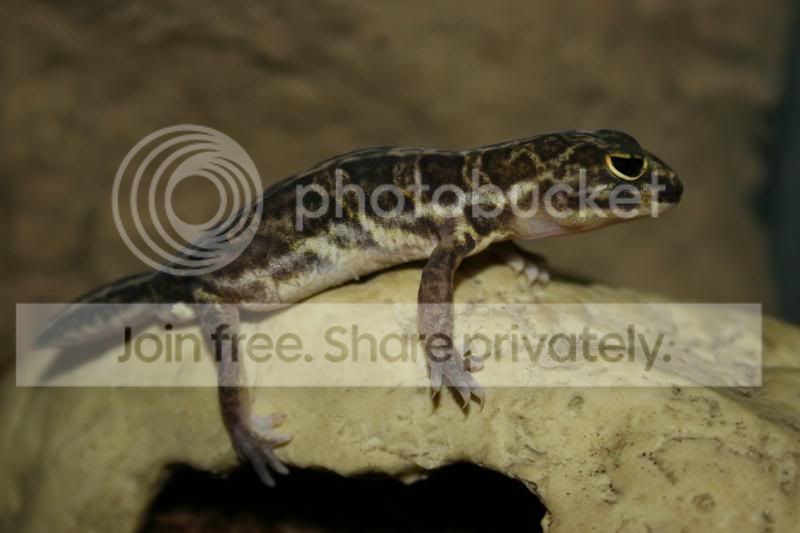 African Clawed gecko (male) sale or swap | Reptile Forums