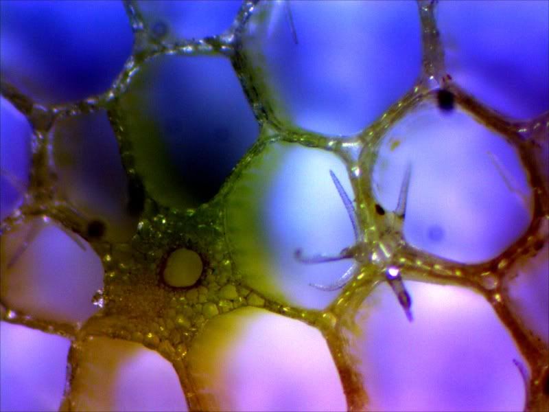 Cool pictures of Lily Pad Stem