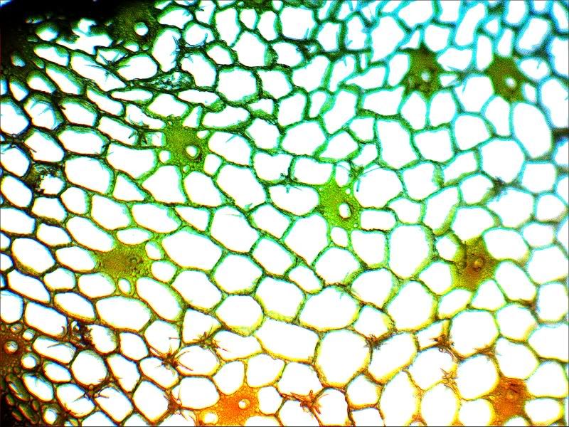 Cool pictures of Lily Pad Stem