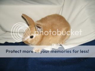 New Zealand rabbits - red, chestnut | Rabbit Talk - Meat Rabbit ...