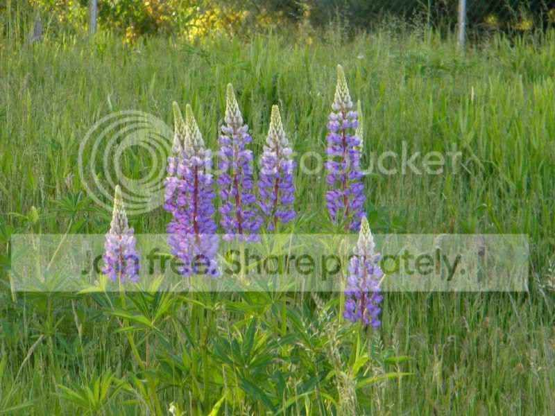 Wild Flowers in Maine (Bangor, Machias: park, areas, water) - (ME ...
