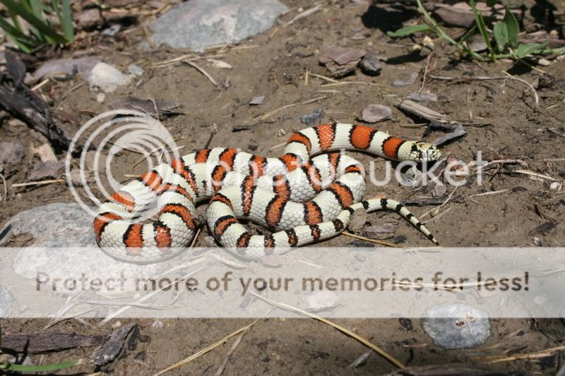 Kingsnake.com - Herpforum - Stuff