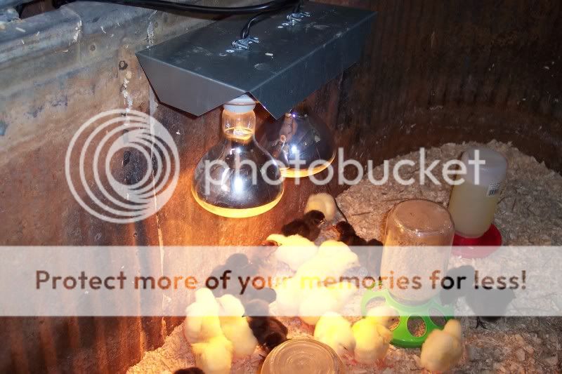 BROODER thread! Post pics of your brooders! | Page 100 | BackYard ...