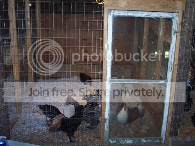 Coop design for 100 chickens | BackYard Chickens - Learn How to Raise ...