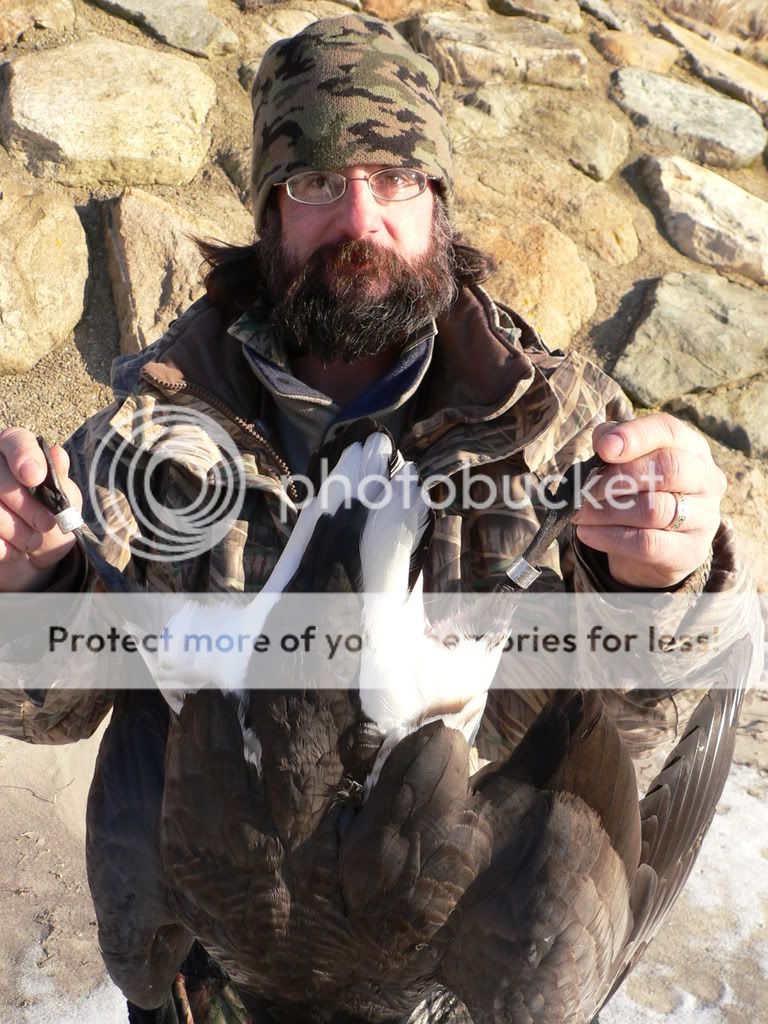 banded divers? | Duck Hunting Forum