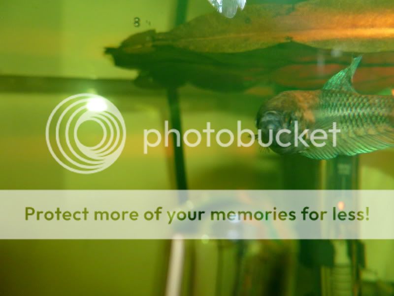 Betta with columnaris? Or fungus? | Betta Fish Forum